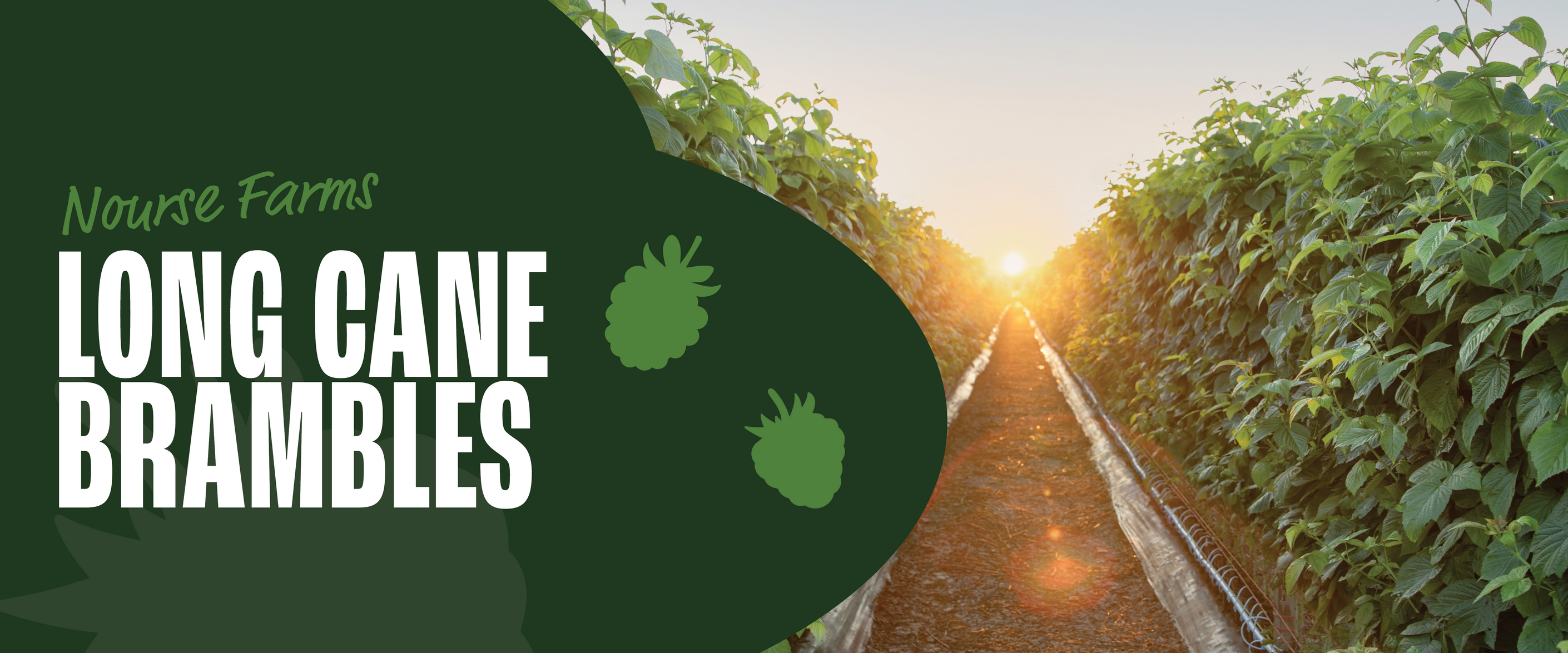 Long Cane Brambles – Nourse Farms