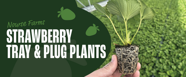 Strawberry Tray and Plug Plants – Nourse Farms